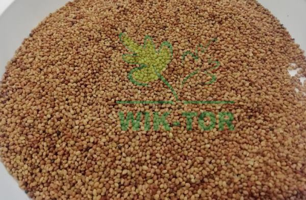 Koniczyna inkarnatka C1 1kg - Ogrodniczy sklep internetowy WIK-TOR